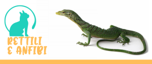 Maintenance Mini Adult Cervo - Lallohallo.com