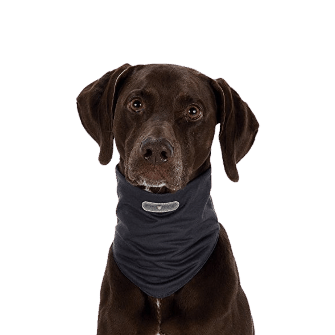 Trixie Insect Shield Dog Loop - lallohallo.com