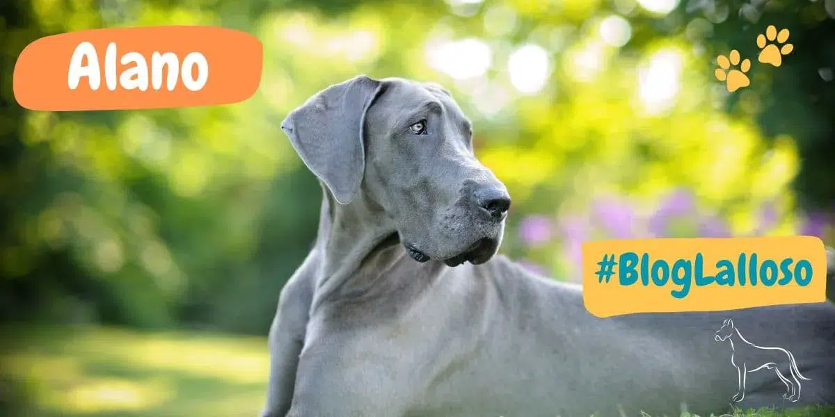 Alano - un gigante a 4 zampe. Storia e consigli su Lallohallo