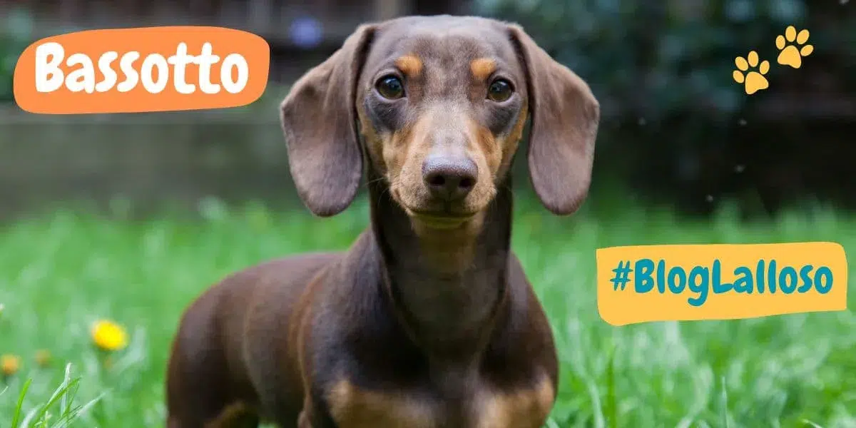 Il bassotto - Tra le più antiche razze. Tutto su Lallohallo