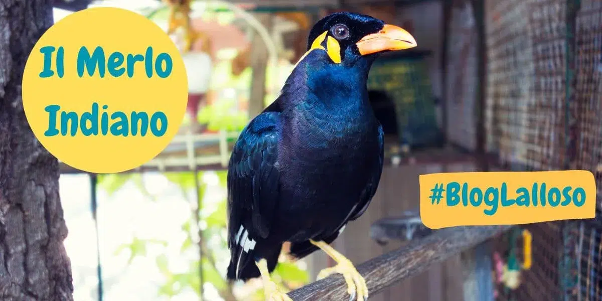 Il merlo indiano - Tutto ciò che serve sapere su Lallohallo.com