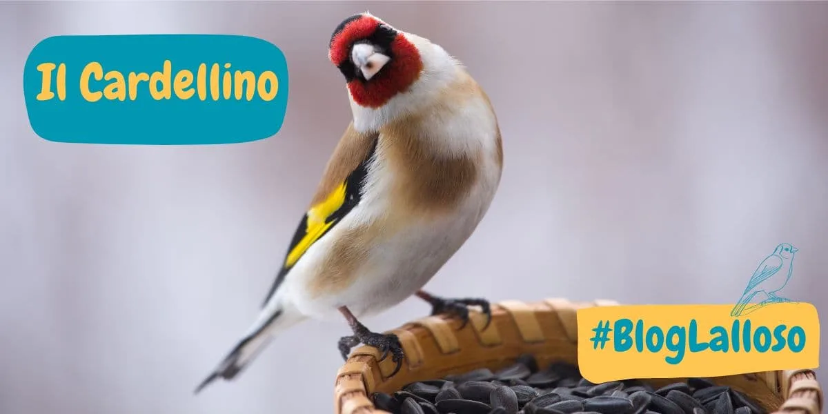 Il Cardellino - Variopinto a delle fantastiche melodie - Lallohallo