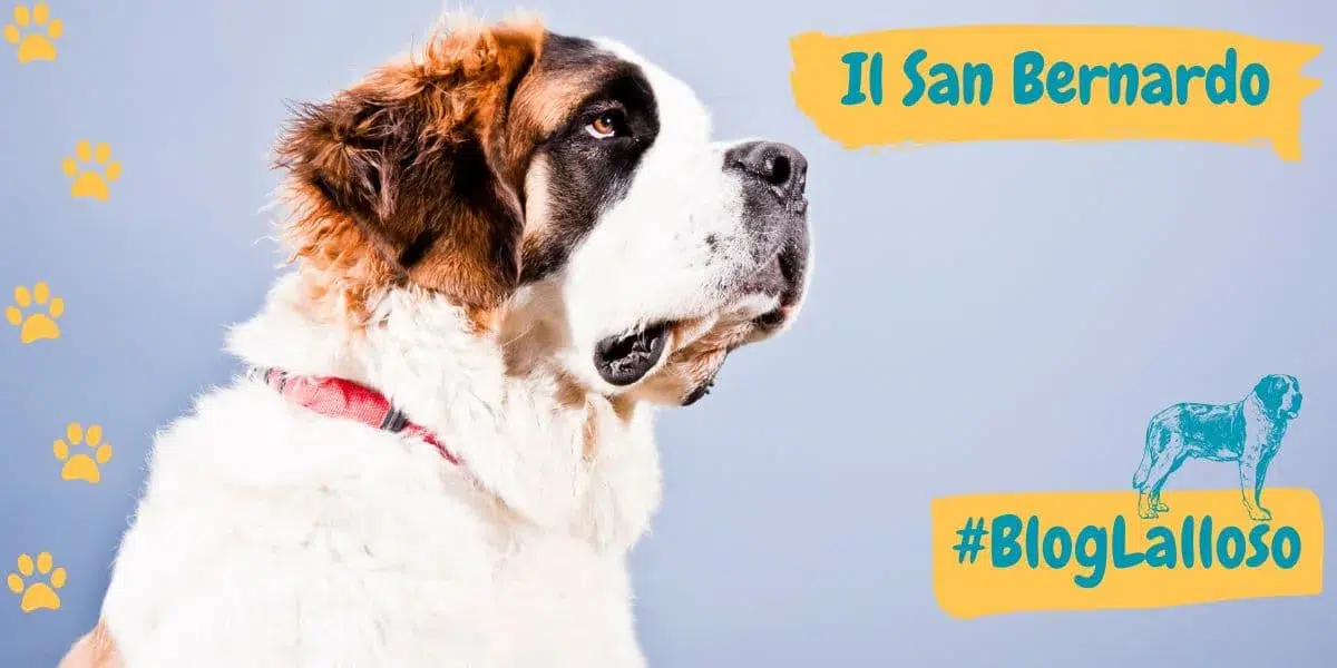 Il San Bernardo - Un gigante con una storia unica - Lallohallo