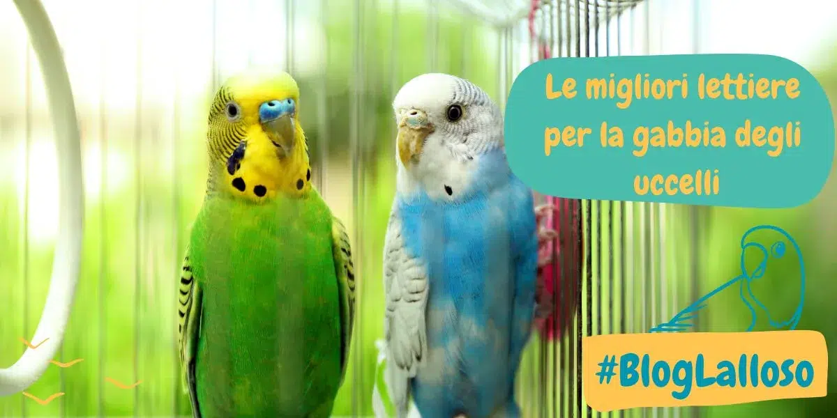 Le migliori lettiere per la gabbia degli uccelli: guida completa
